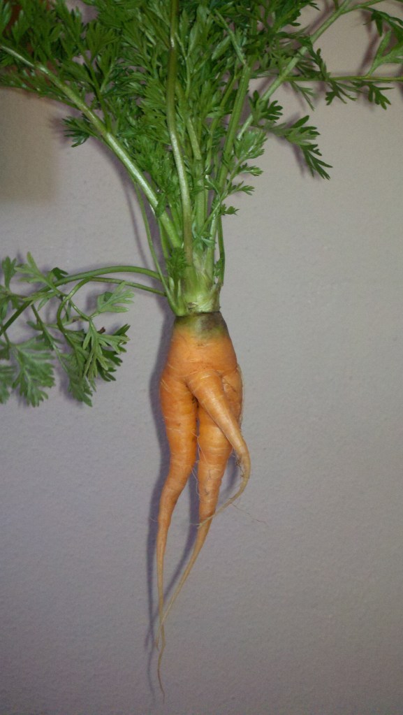 Funky carrot | Asheville Yard Farmer
